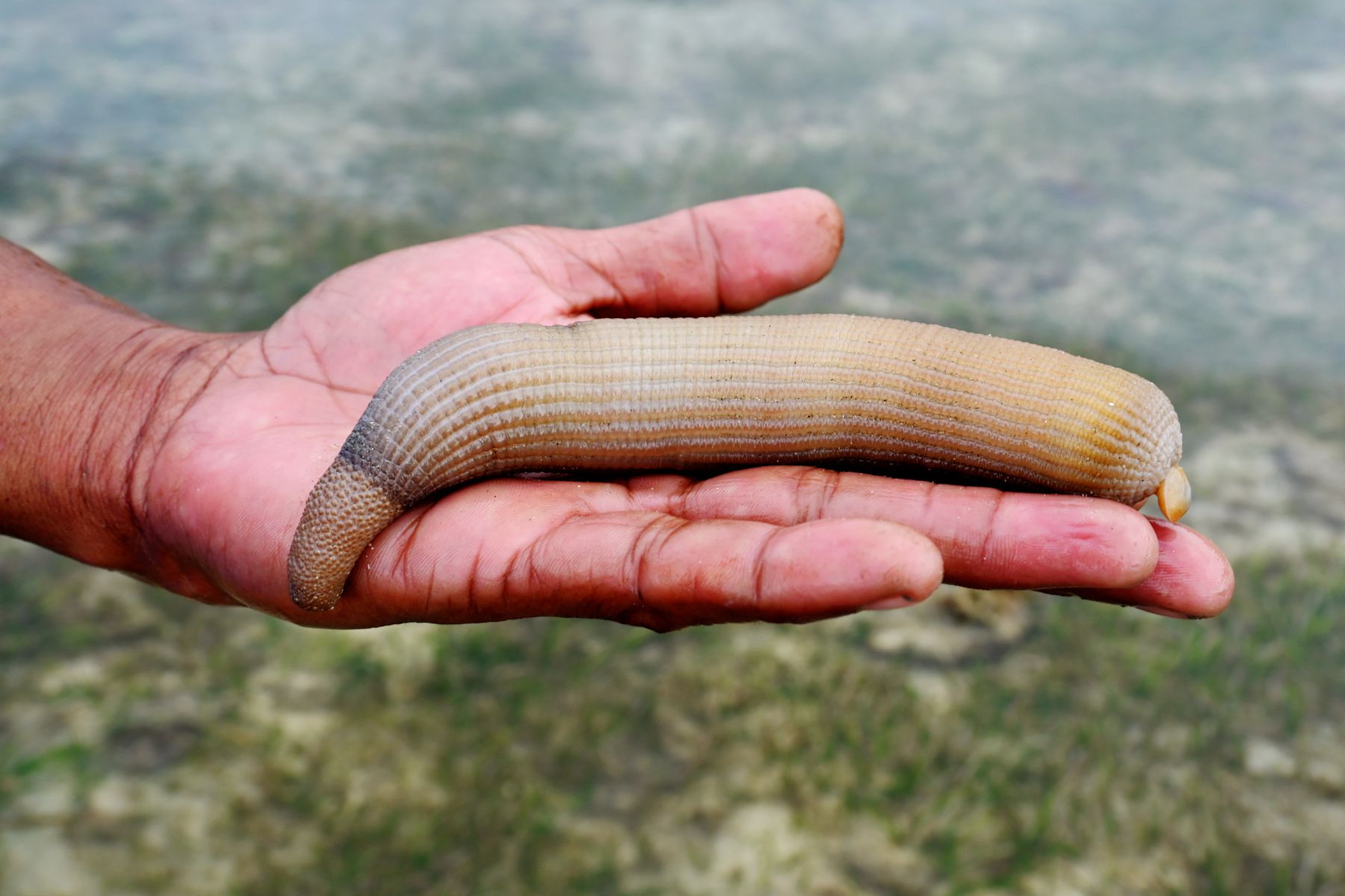 Extrémní kuchyně: Jihokorejská pochoutka vypadá jako pánské přirození a ...